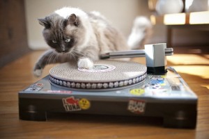 Turn your cat into the best DJ | Walyou